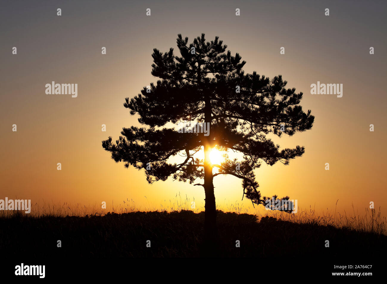 pine tree alone in sunseting backlight Stock Photo - Alamy