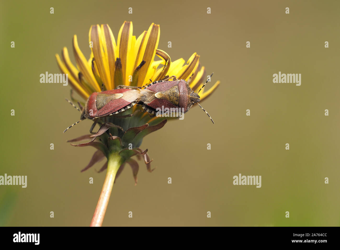 Hairy shieldbugs mating on dandelion flower hi-res stock photography ...