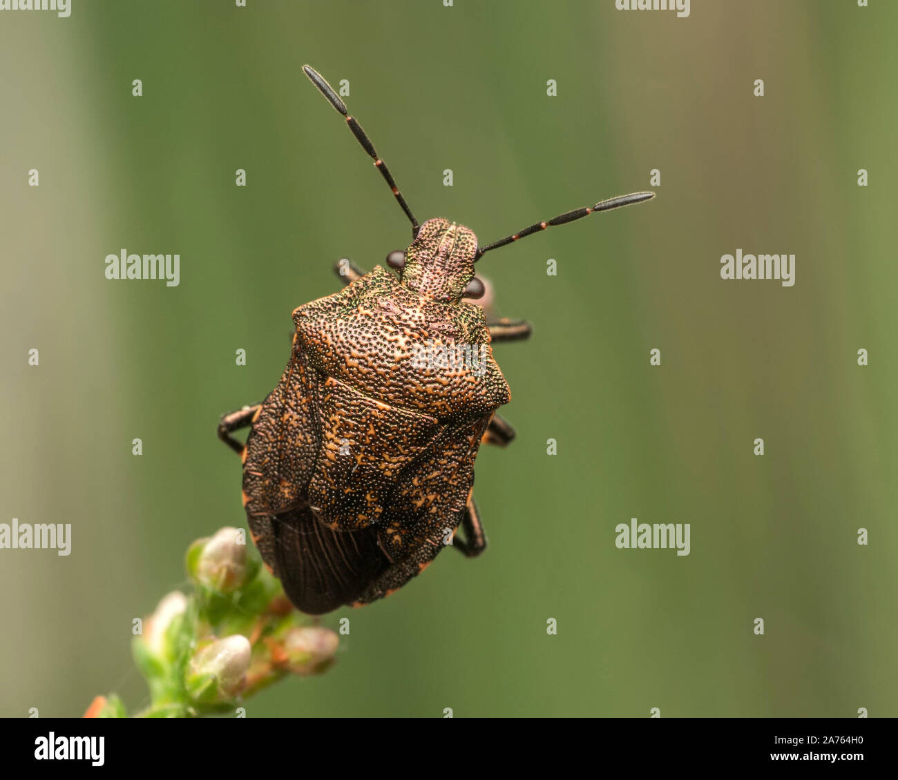 Heather Shieldbug (Rhacognathus punctatus) on heather. Tipperary ...