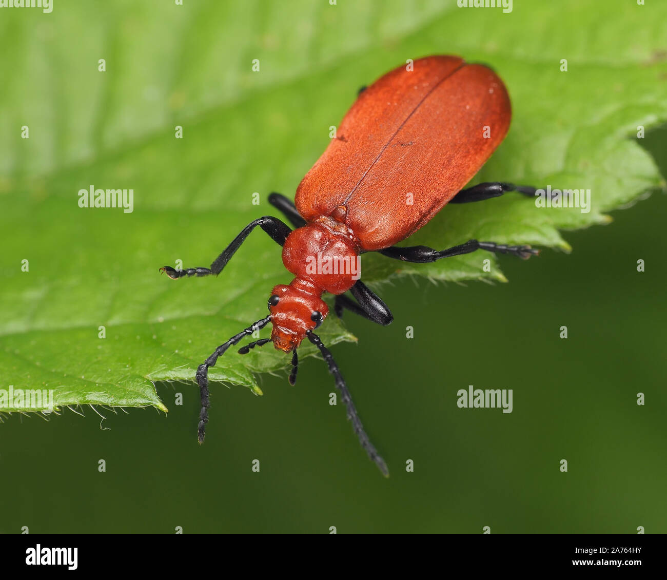 Red headed cardinal beetle on bramble leaf hi-res stock photography and ...