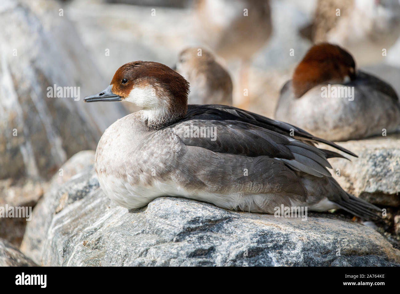 Smew flying hi-res stock photography and images - Alamy