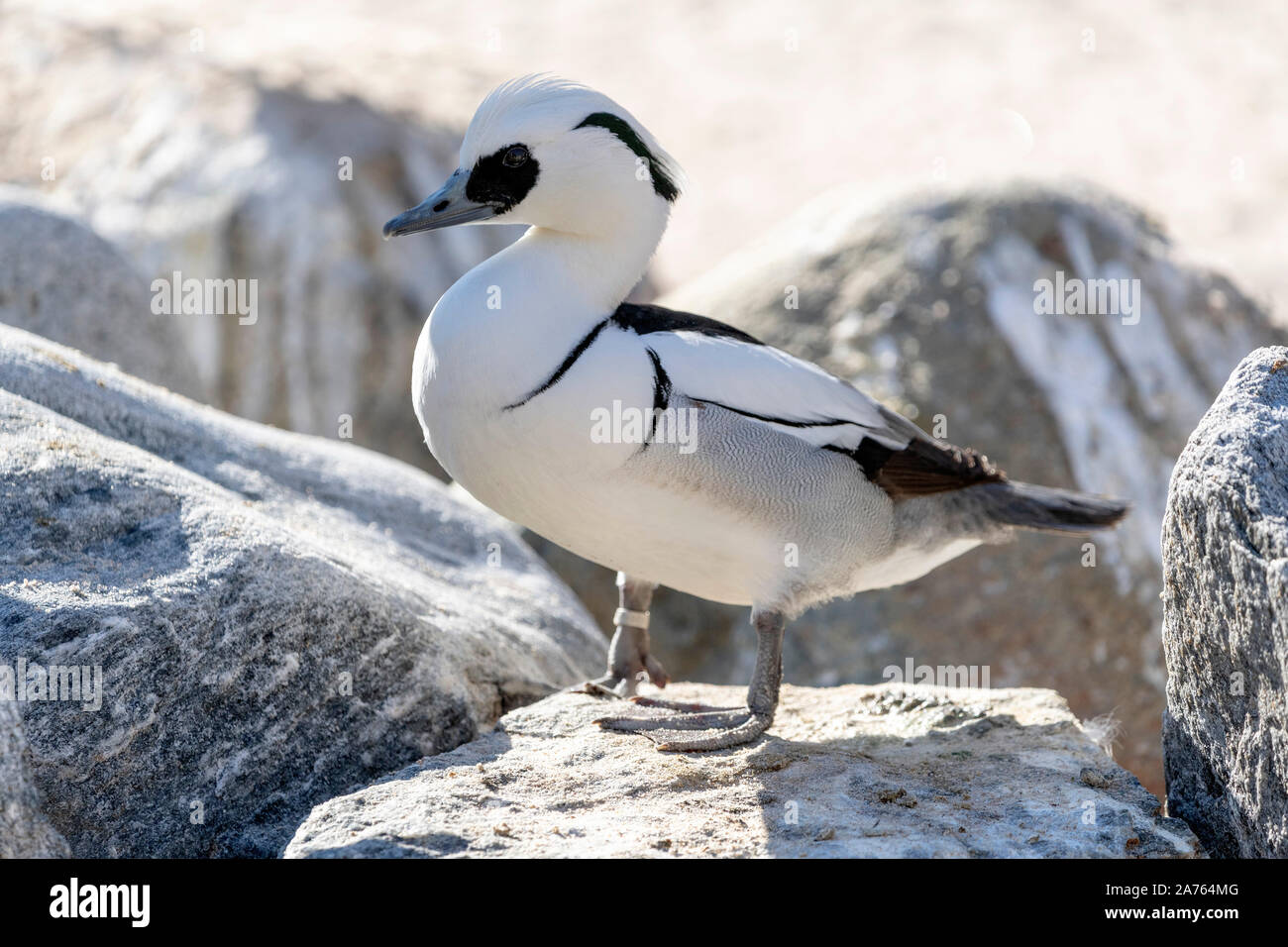 Smew flying hi-res stock photography and images - Alamy