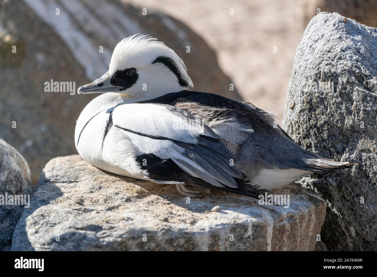 Smew flying hi-res stock photography and images - Alamy