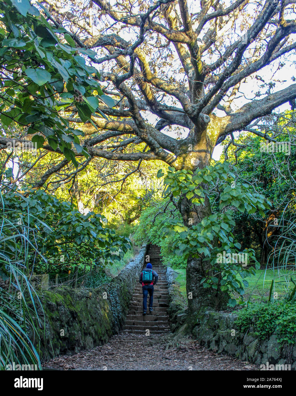Man walking up stairs hi-res stock photography and images - Alamy
