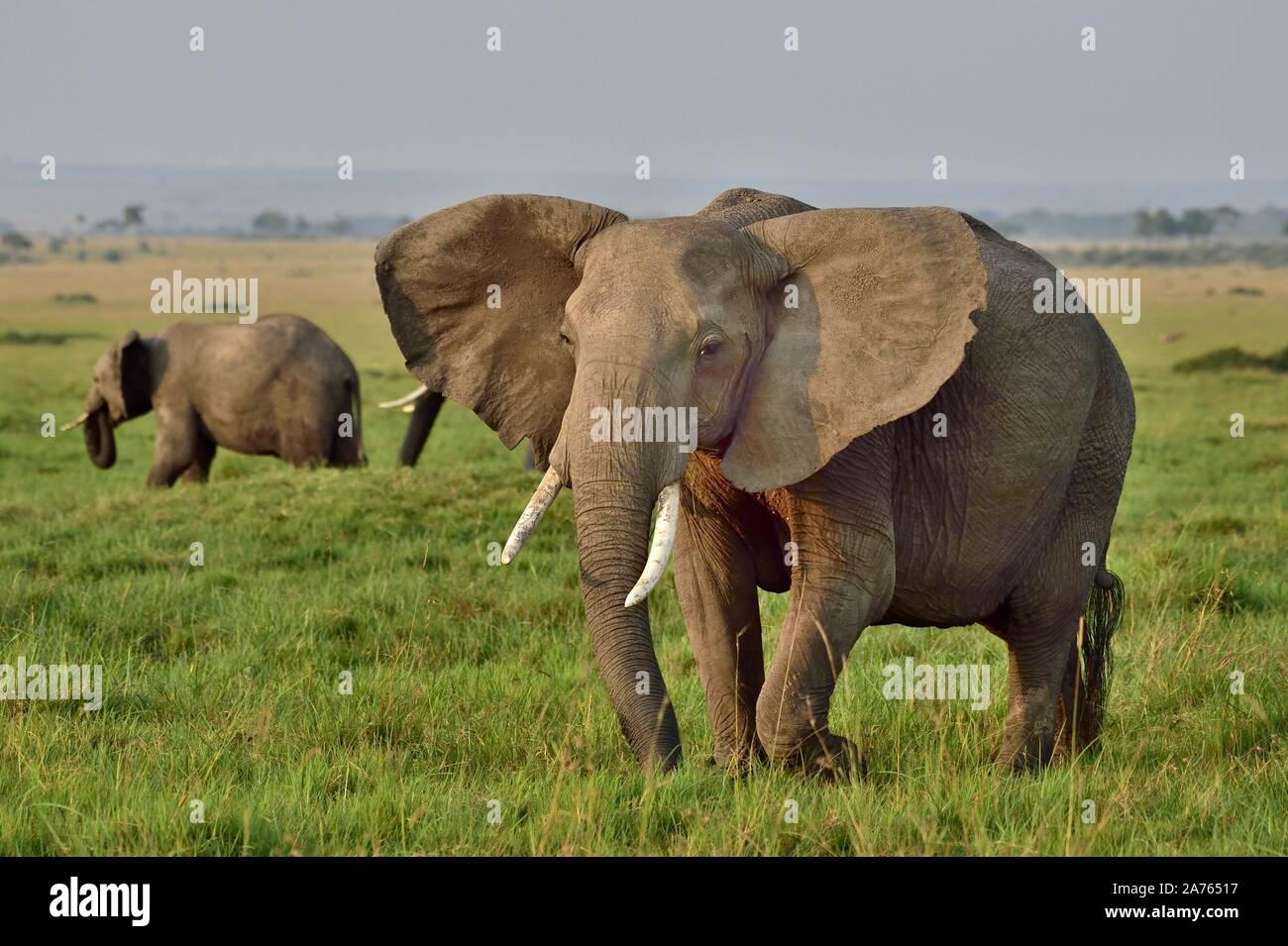 Beautiful African elephant Stock Photo - Alamy