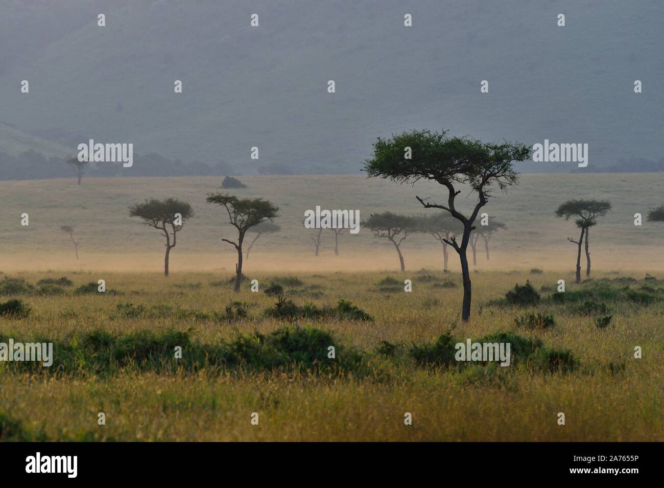 The savannah in East Africa Stock Photo - Alamy