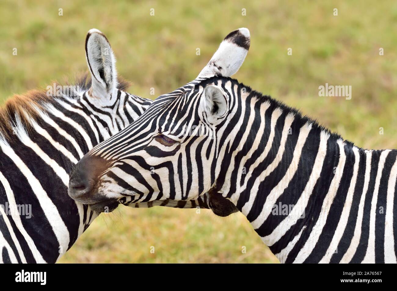 Scratching zebra hi-res stock photography and images - Alamy