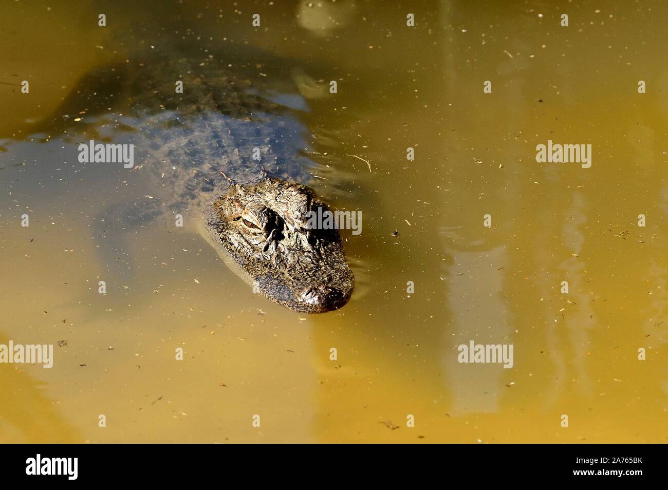 Alligator snout hi-res stock photography and images - Alamy