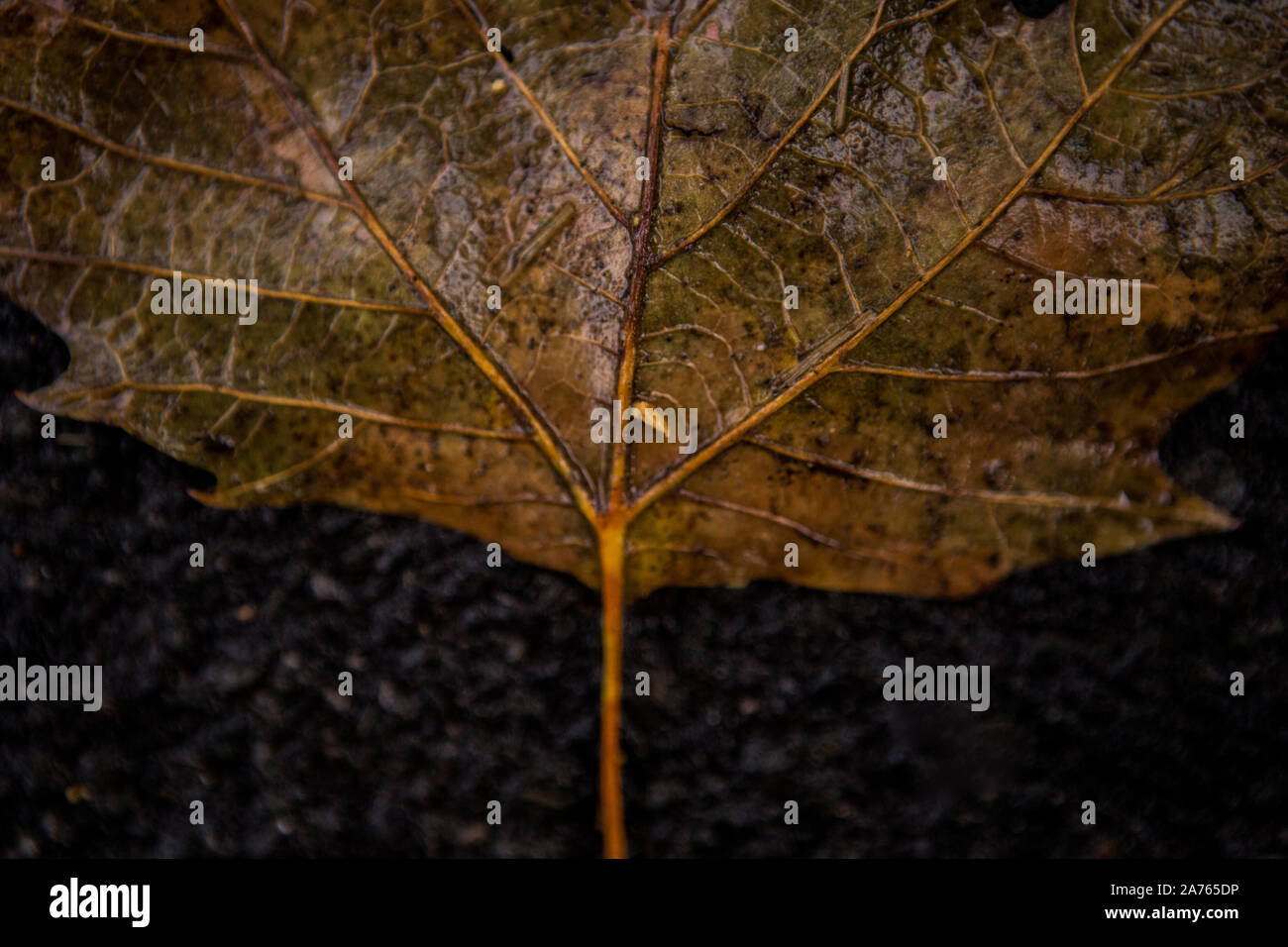Half leaf hi-res stock photography and images - Alamy