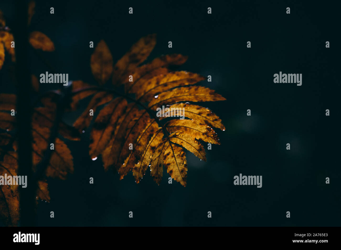 Rowan leaf hi-res stock photography and images - Alamy