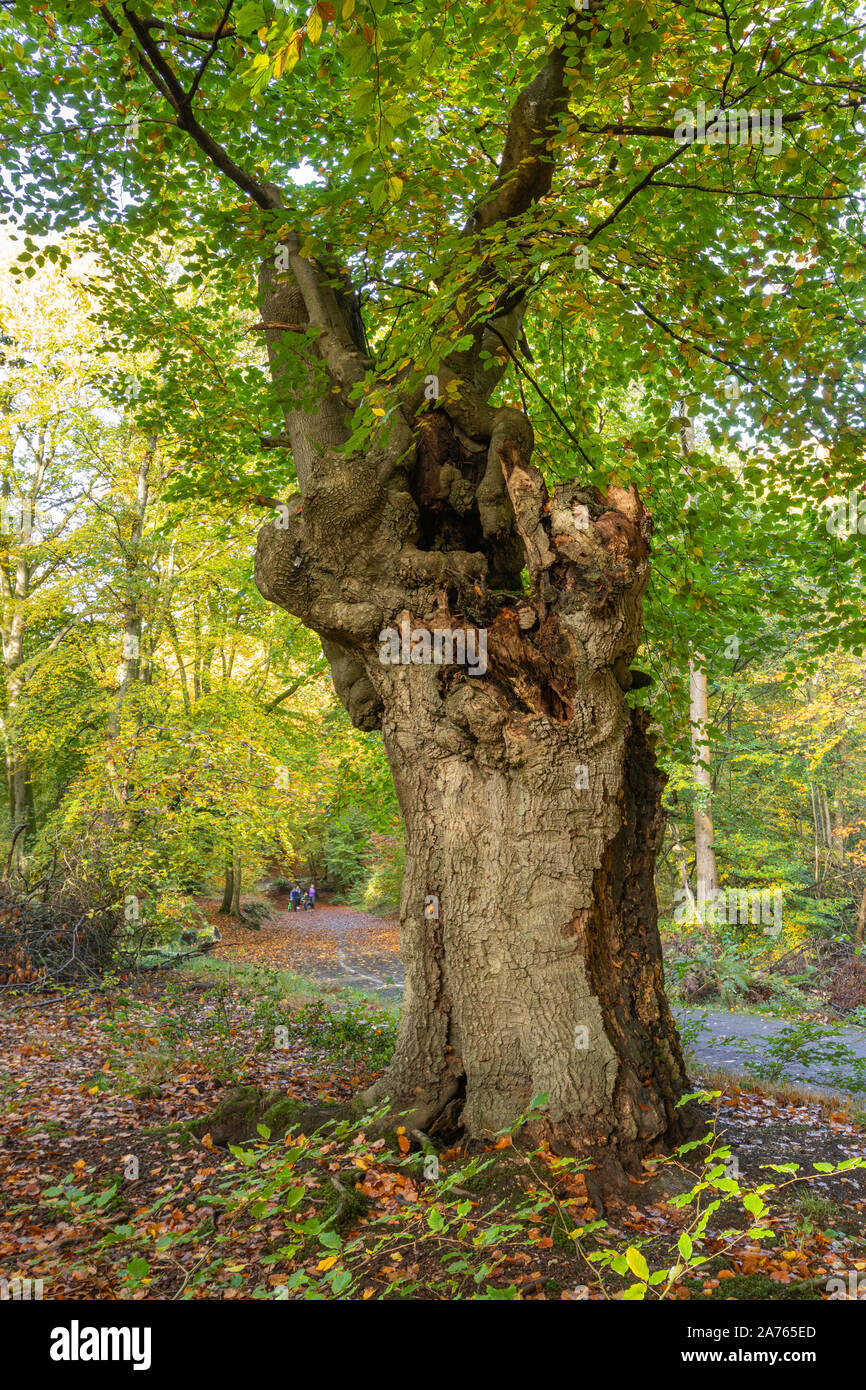 Beech tree during autumn hi-res stock photography and images - Alamy