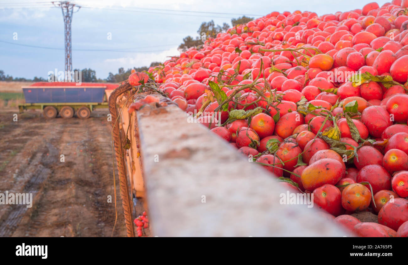 Tomato harvest truck hi-res stock photography and images - Alamy