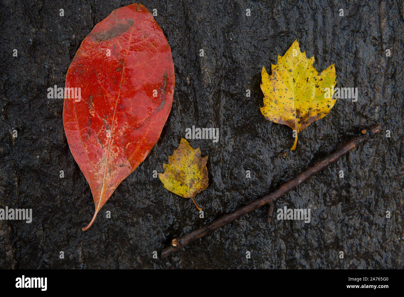 Leaves and stick Stock Photo - Alamy