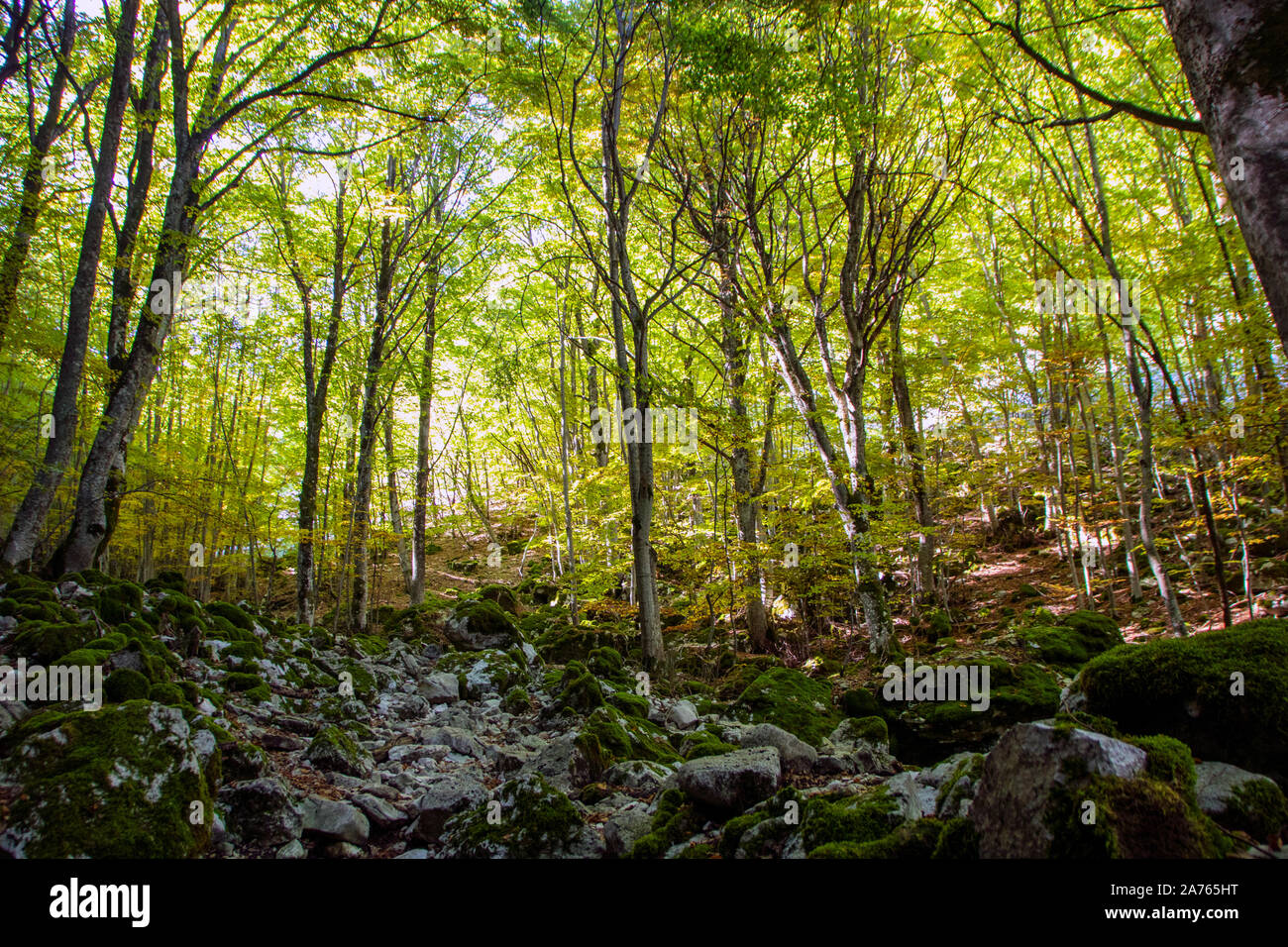 Beech woods of Abruzzo national park in autumn, Italy Stock Photo - Alamy