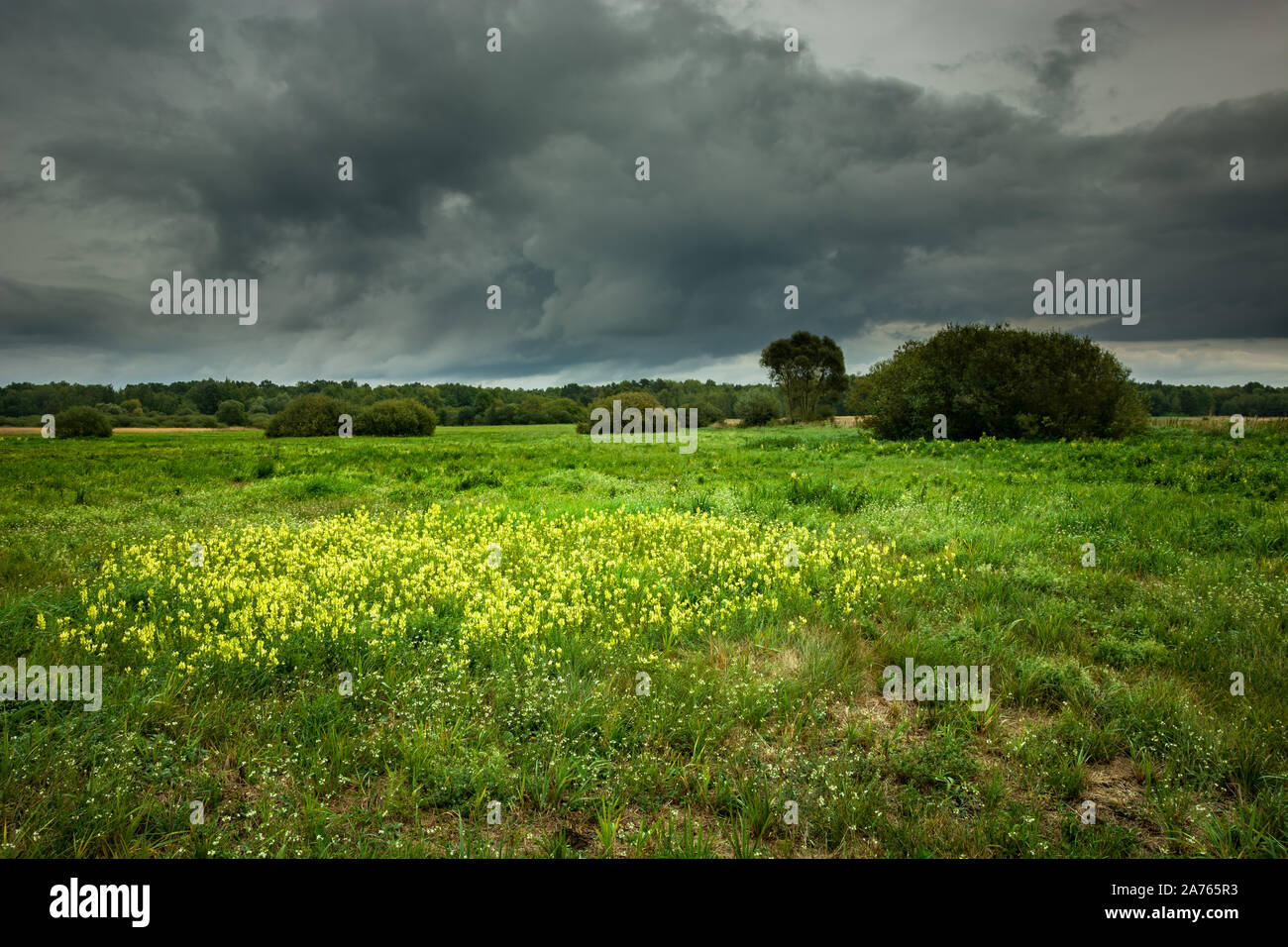 Storm cloud rain flowers hi-res stock photography and images - Alamy