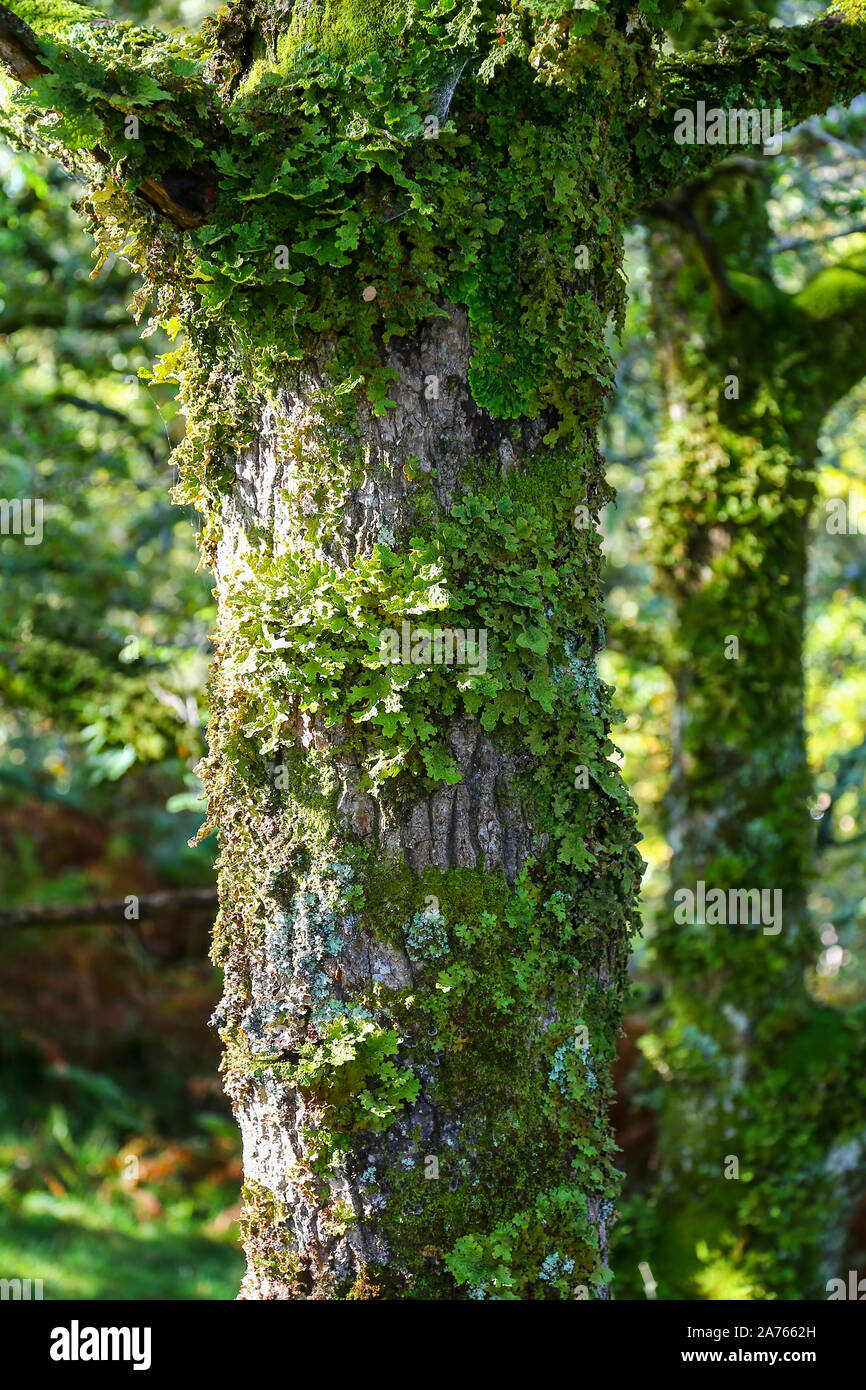 Lichen tree hi-res stock photography and images - Alamy