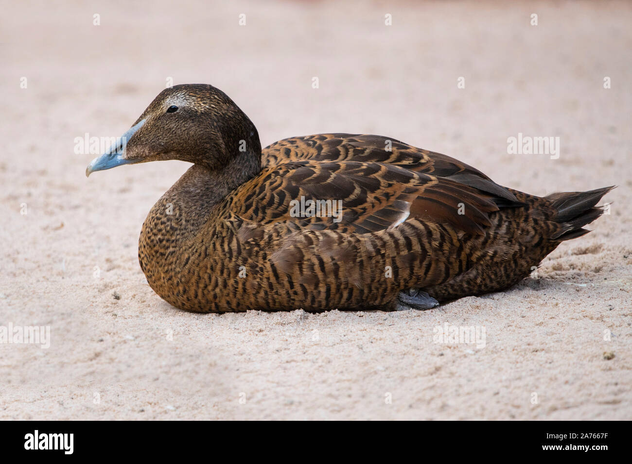 Somateria mollissima,Eiderente,Common Eider Stock Photo - Alamy