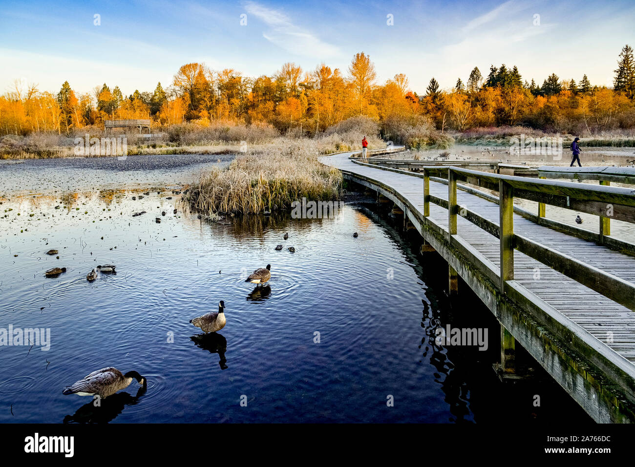 Boardwalk at burnaby lake regional park hi-res stock photography and ...