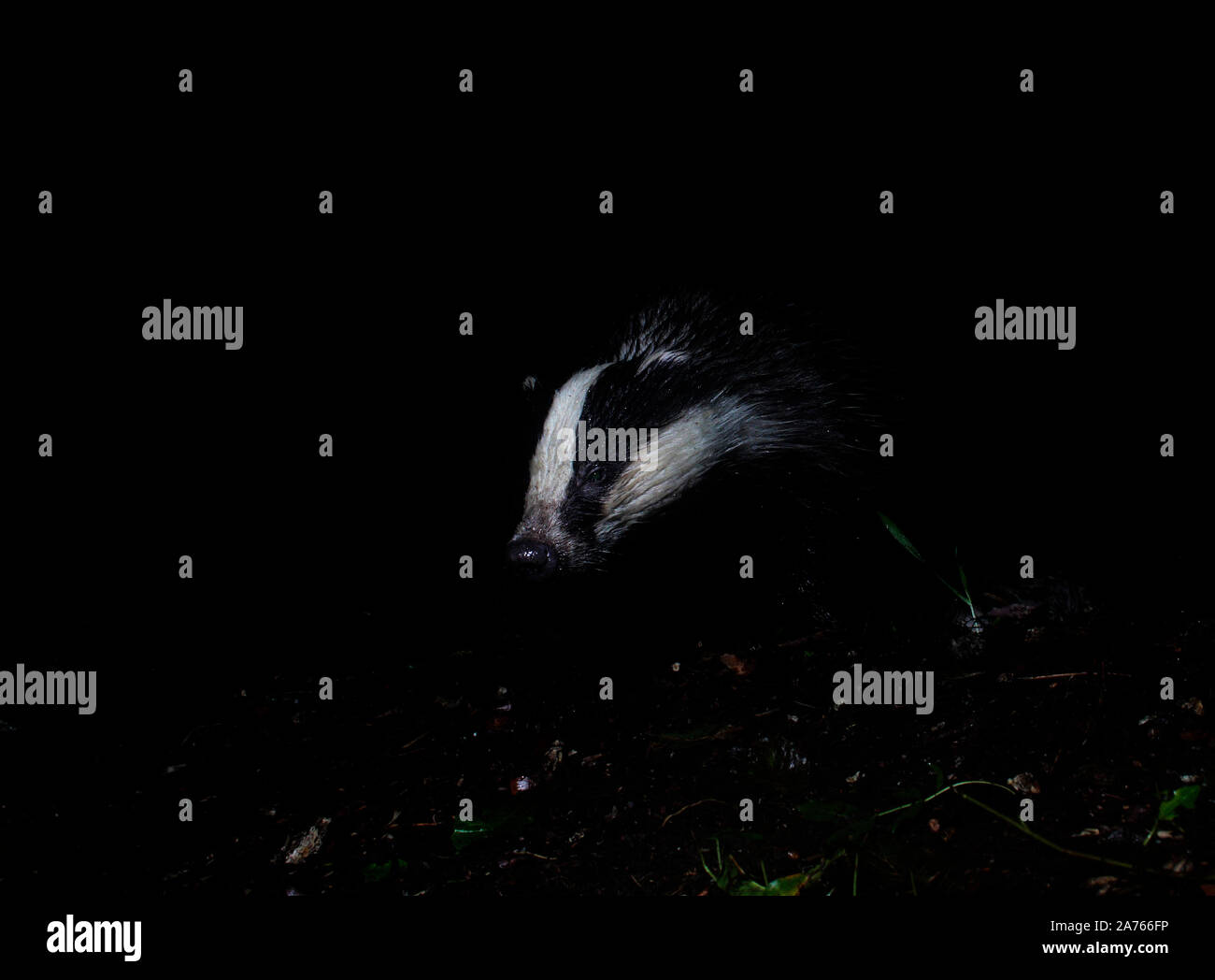 Photographing badgers hi-res stock photography and images - Alamy