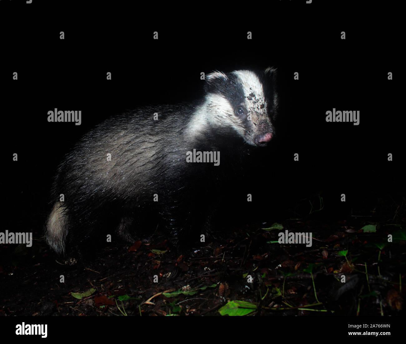 Badgers at night hi-res stock photography and images - Alamy