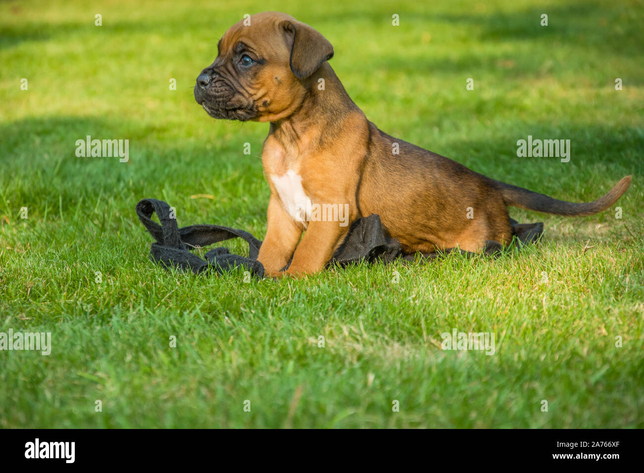 Boxer puppy garden hi-res stock photography and images - Alamy