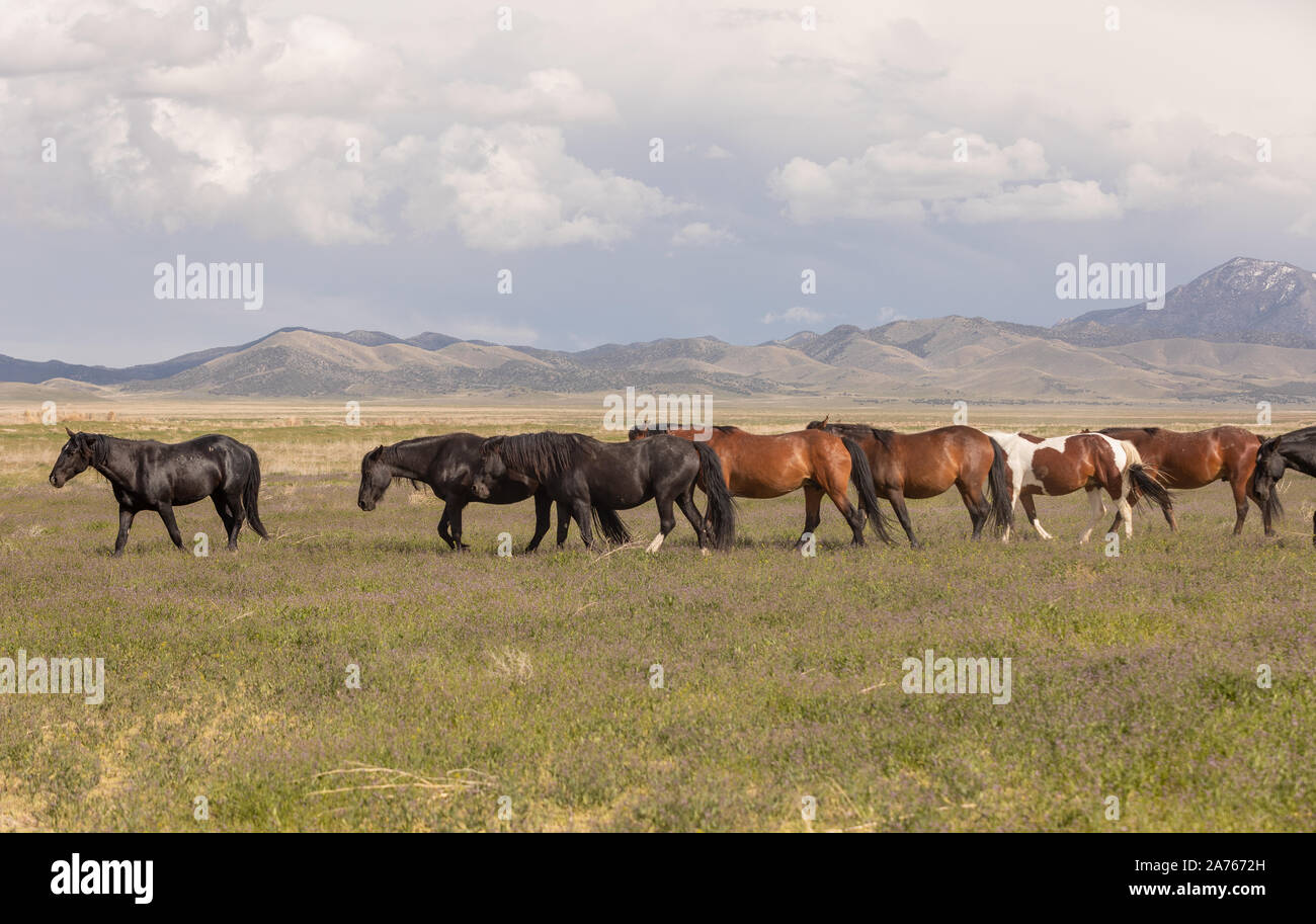Wild horses in Spring in the Utah desert Stock Photo - Alamy