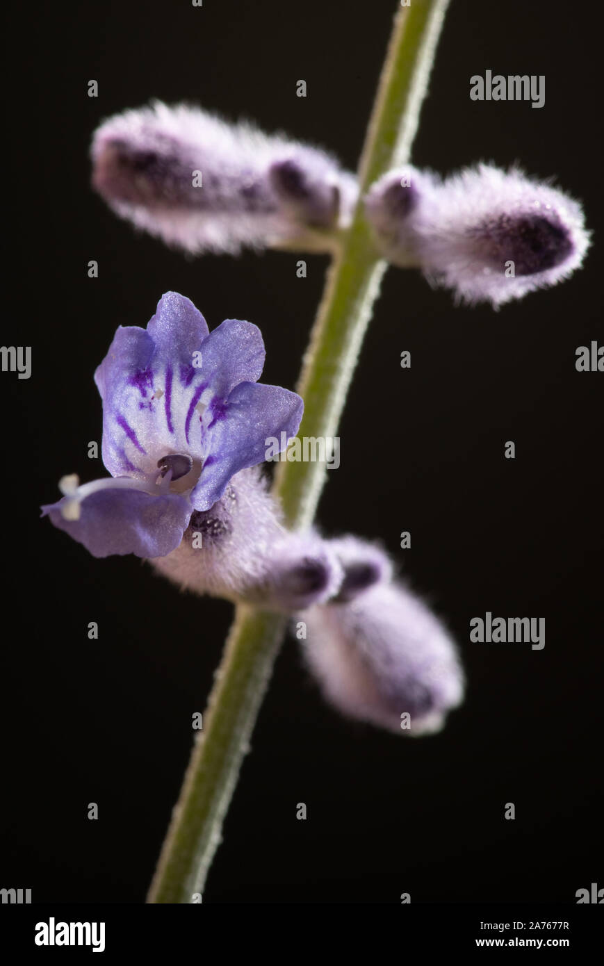 Russian Sage buds and flower macro in the studio Stock Photo - Alamy