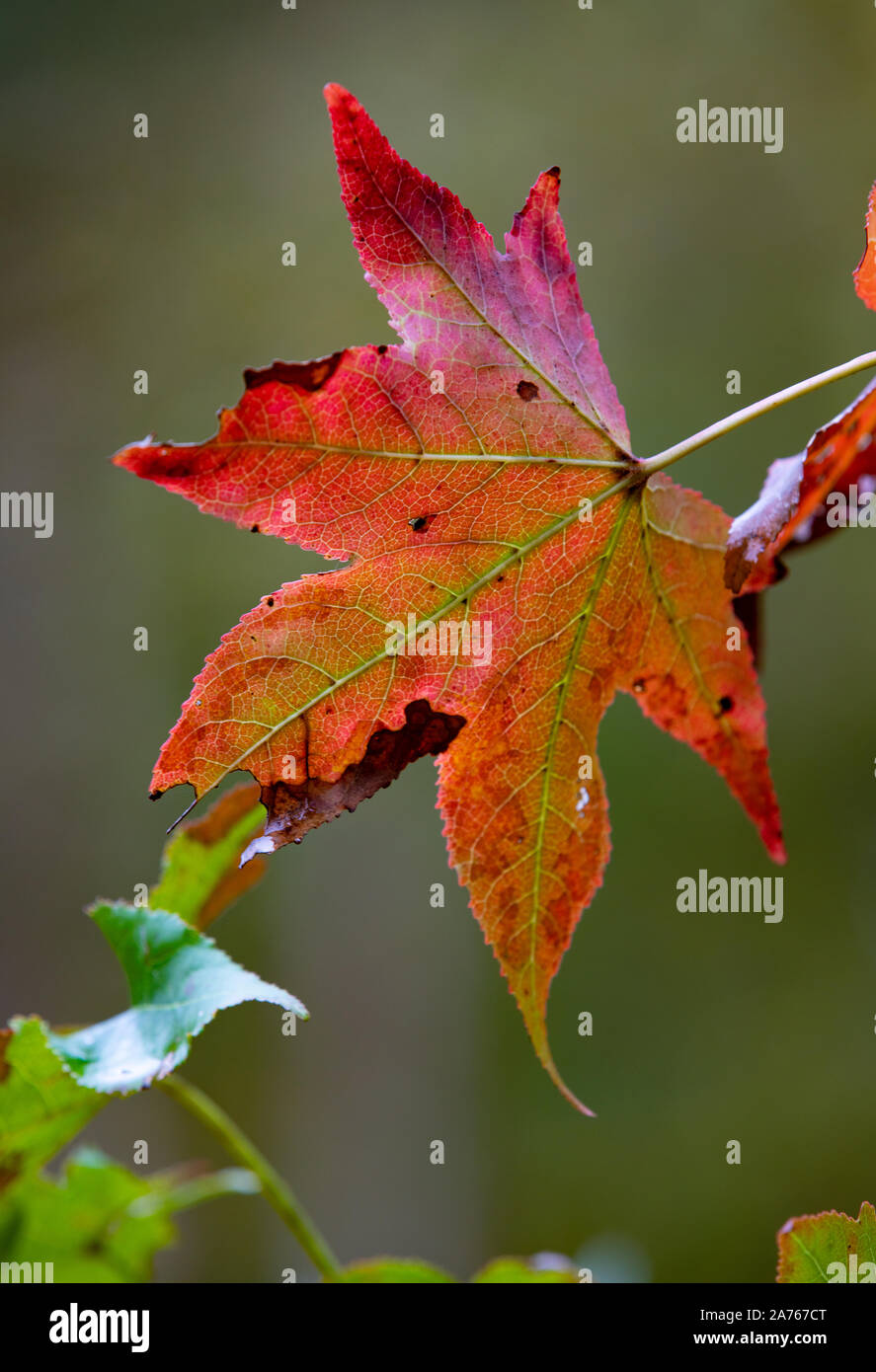 Red Maple leaf in red with green ribs and veins Stock Photo - Alamy