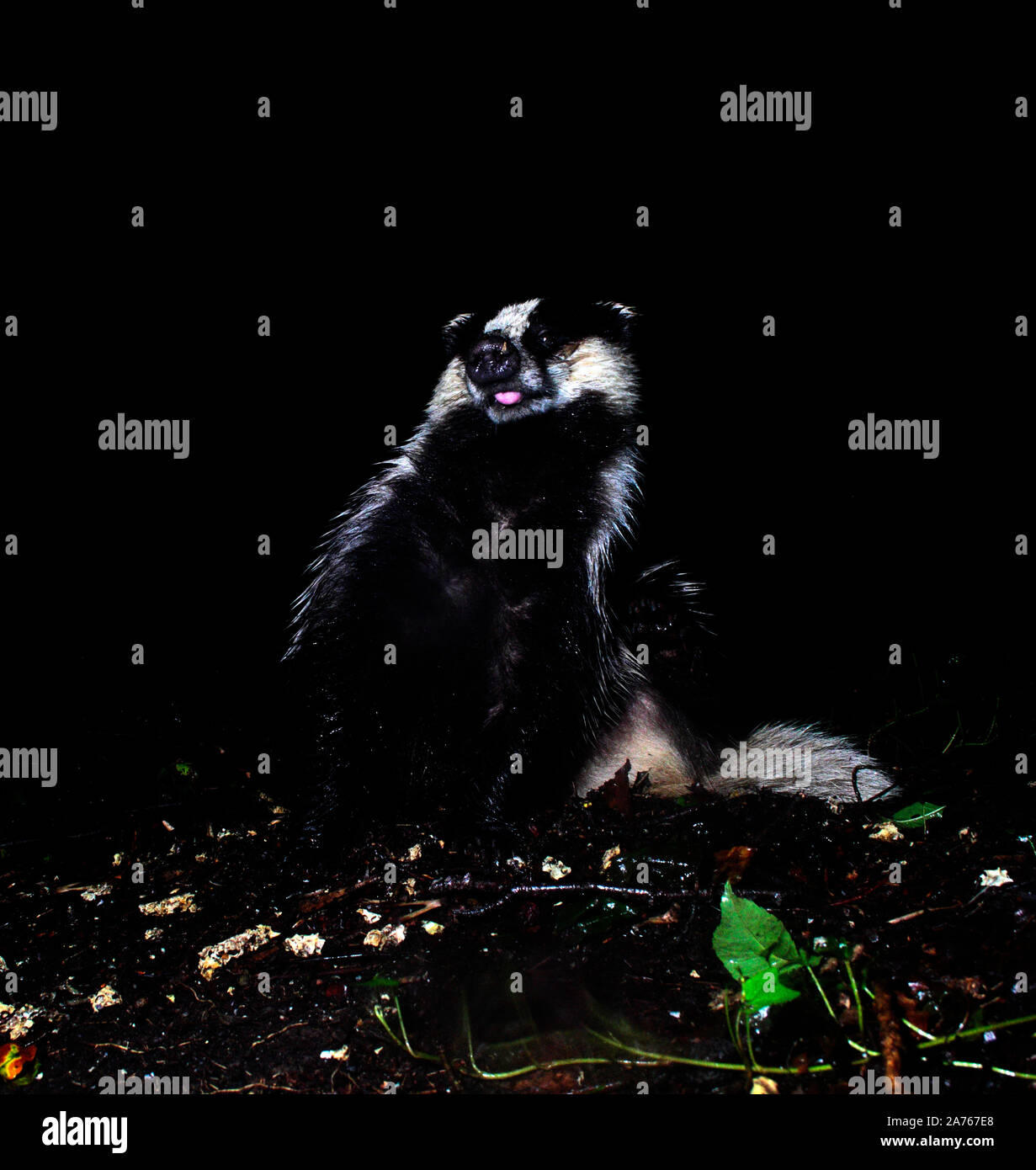 Badgers at night hi-res stock photography and images - Alamy