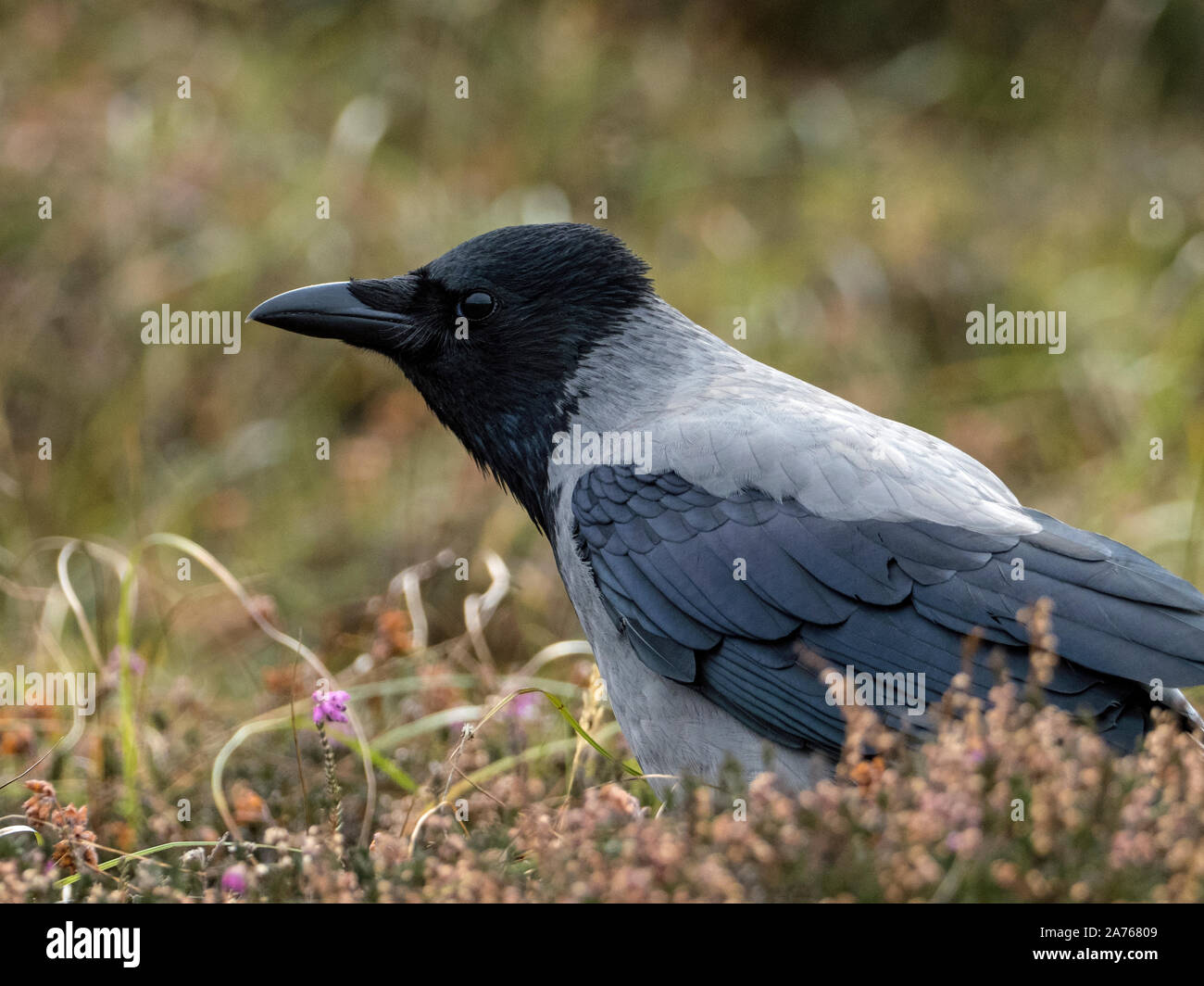 Head and shoulder view of adult Hooded Crow (Corvus cornix), Shetland ...