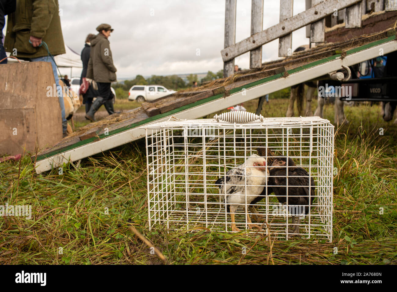 Stow Gypsy Horse Fair, Stow on the Wold, Cotswolds, Glouctershire ...