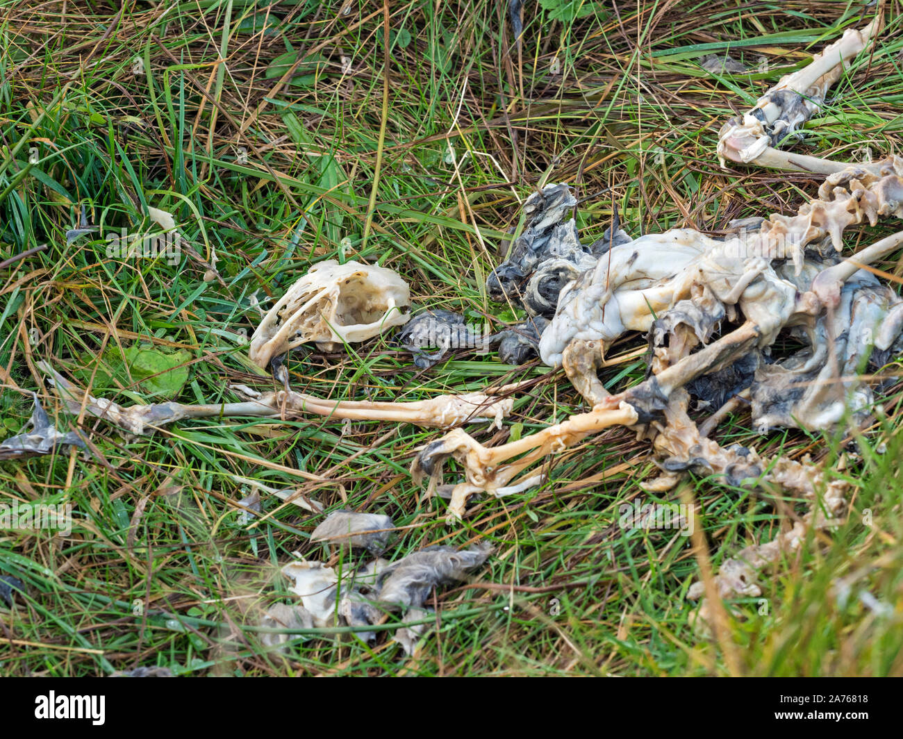 Skull and skeleton of dead Rabbit (Oryctolagus cuniculus), Shetland ...