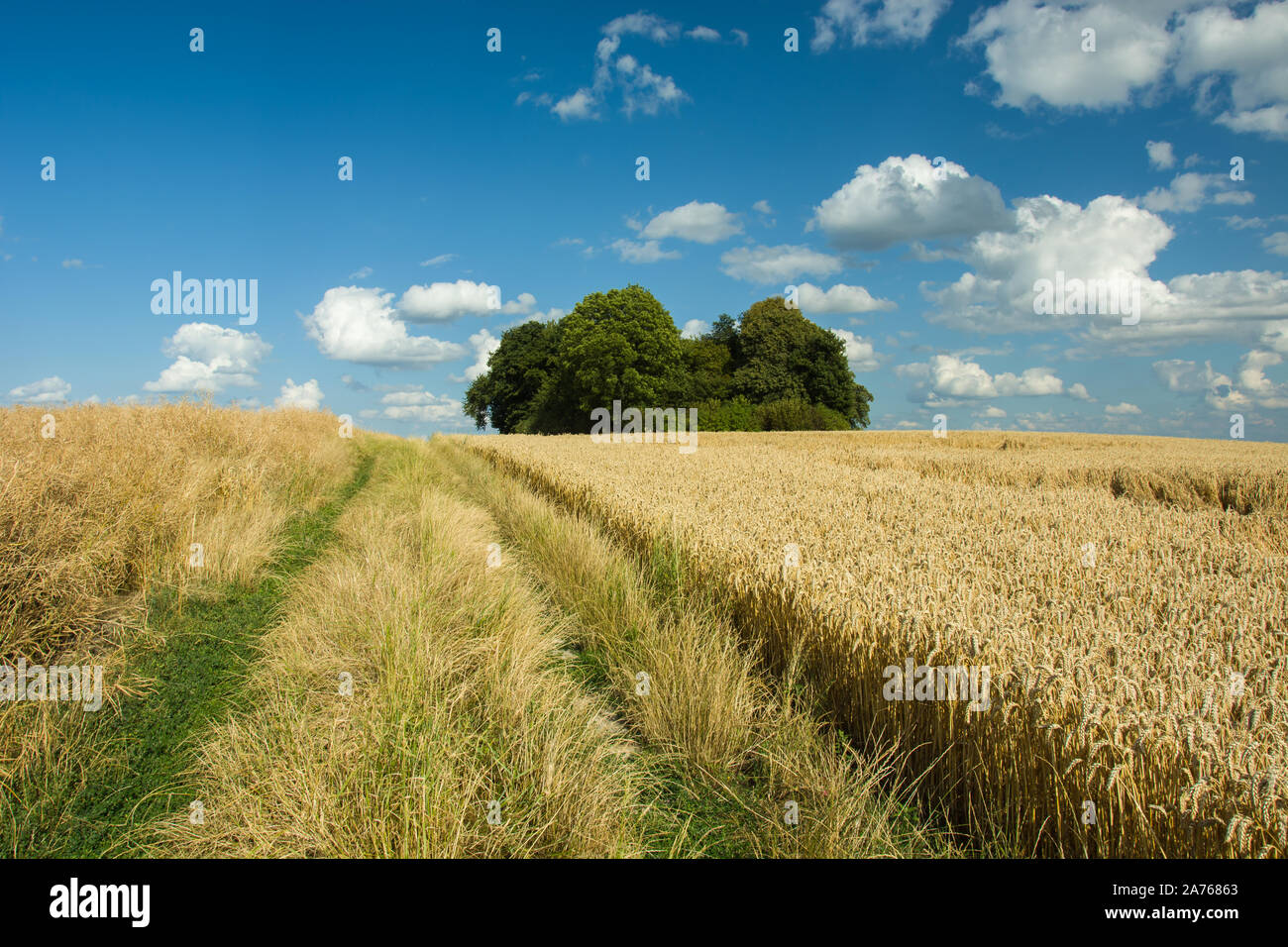Blue sky through trees hi-res stock photography and images - Alamy