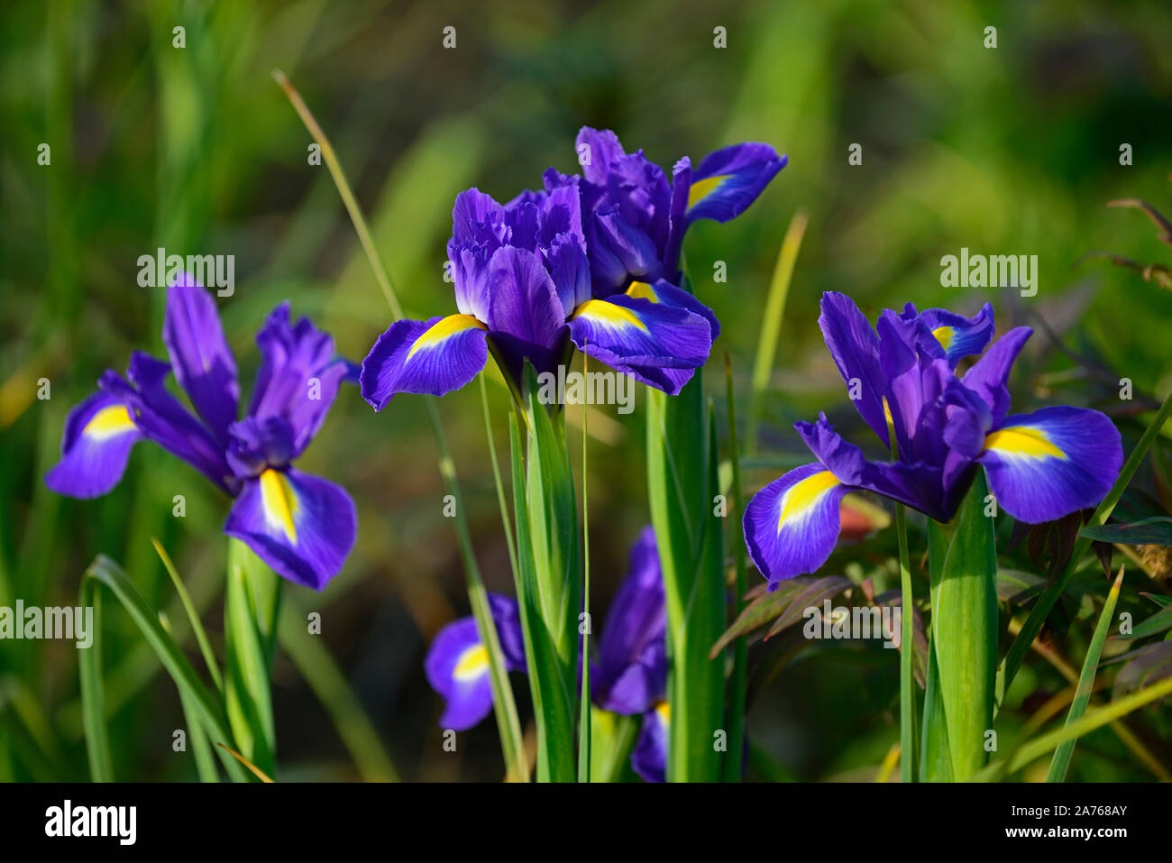 Iris x hollandica Professor Blaauw,dutch iris Professor Blaauw,blue ...