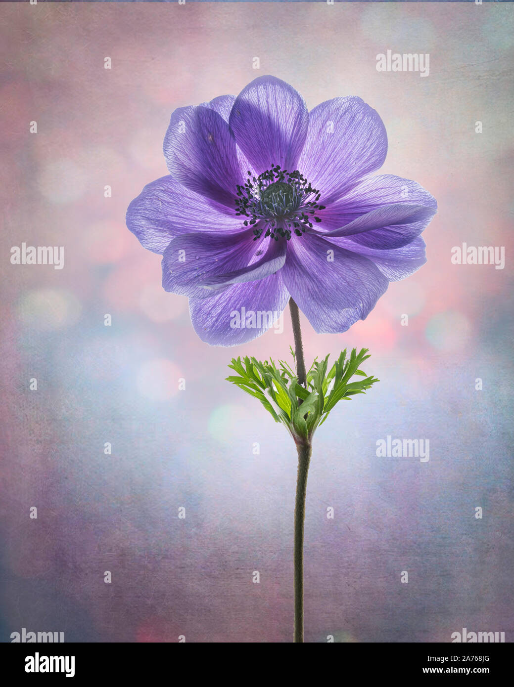 Ornamental anemone hi-res stock photography and images - Alamy