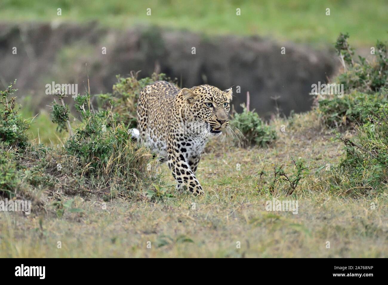 A leopard on a hunt Stock Photo - Alamy
