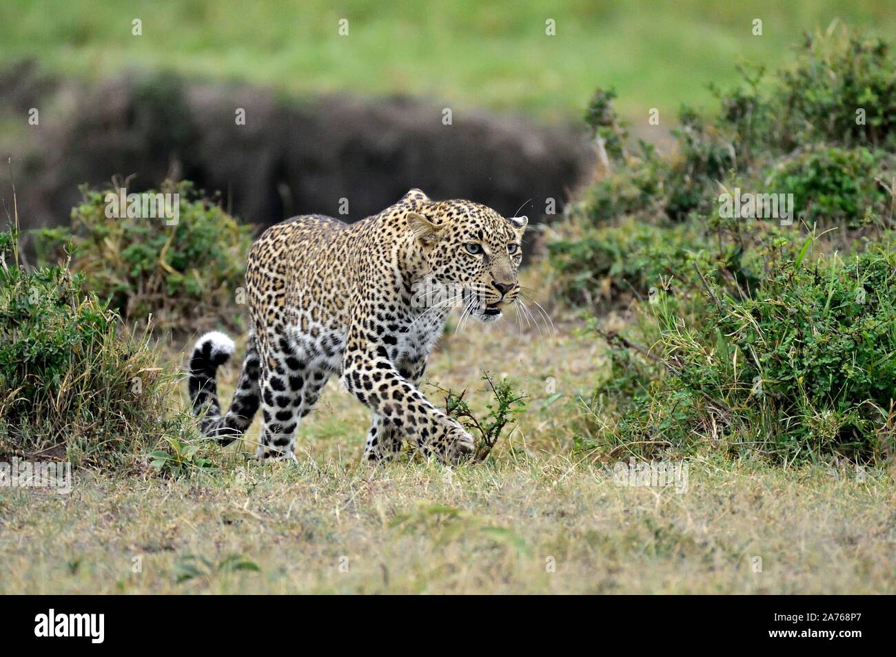 Leopard hunts hi-res stock photography and images - Alamy