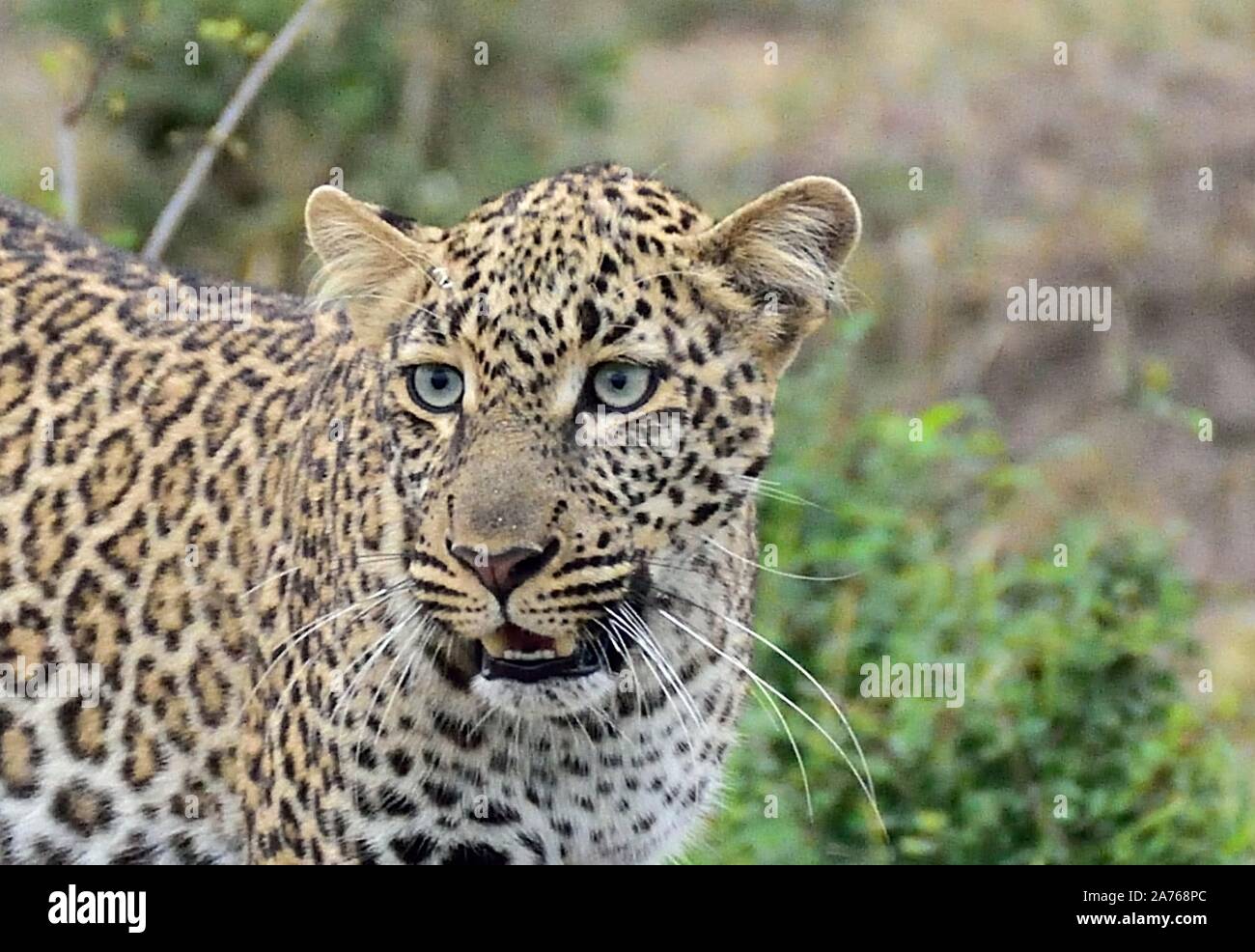Most beautiful leopard hi-res stock photography and images - Alamy