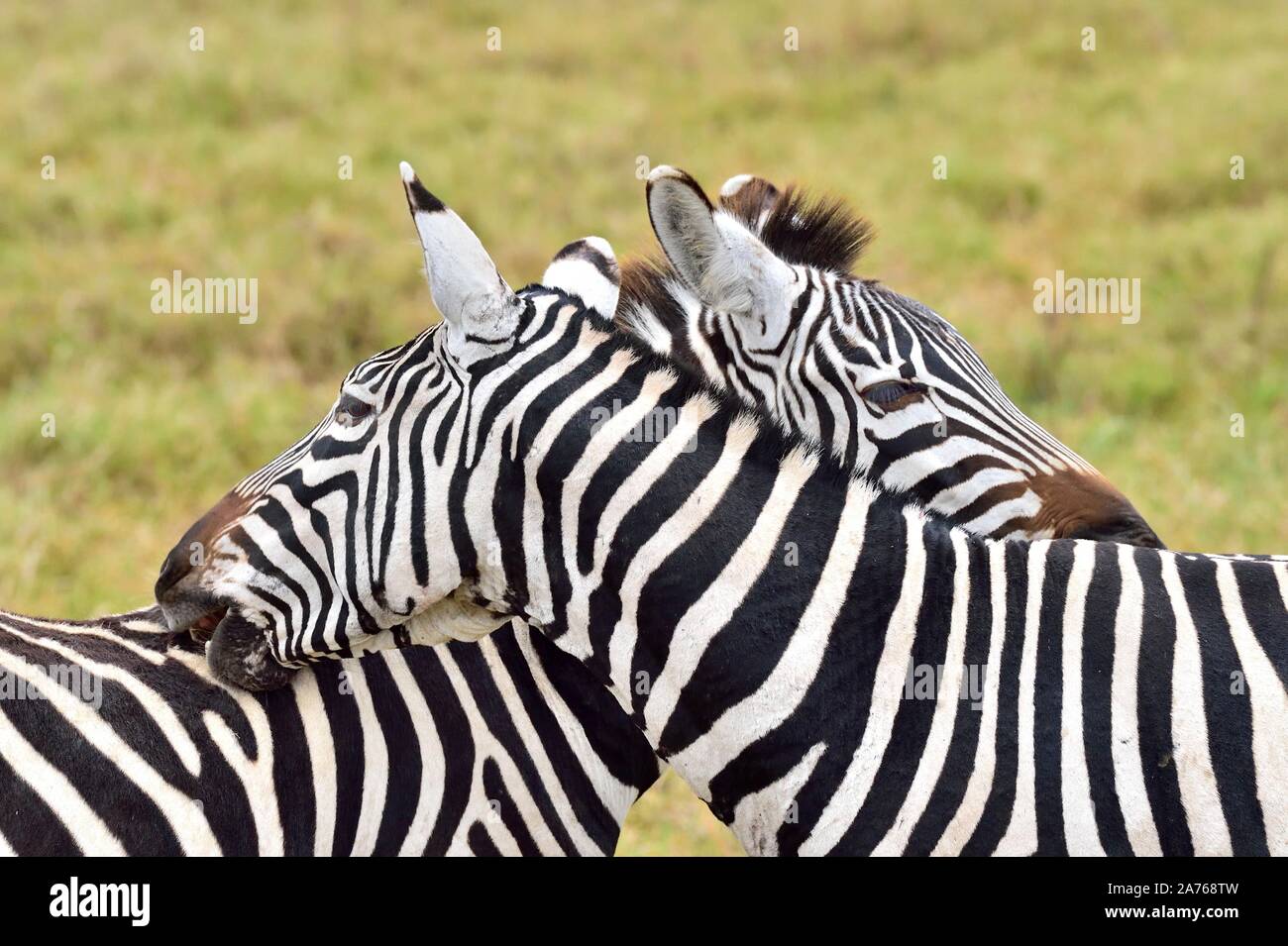 Scratching zebra hi-res stock photography and images - Alamy