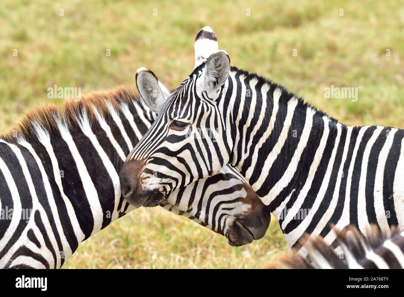 Safari animal friends hi-res stock photography and images - Alamy