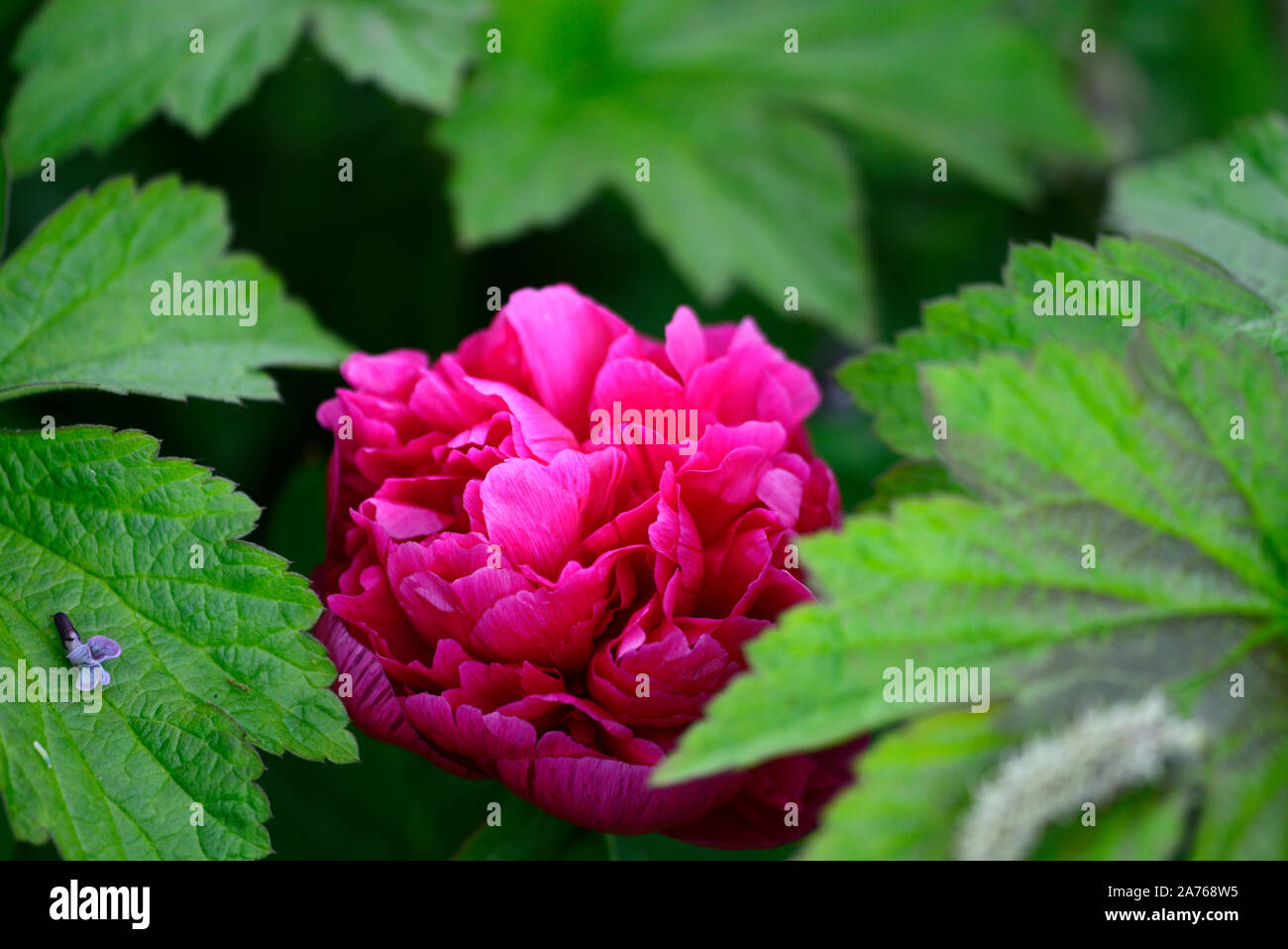 paeonia lactiflora edulis superba,peony,peonies,pink double flower ...