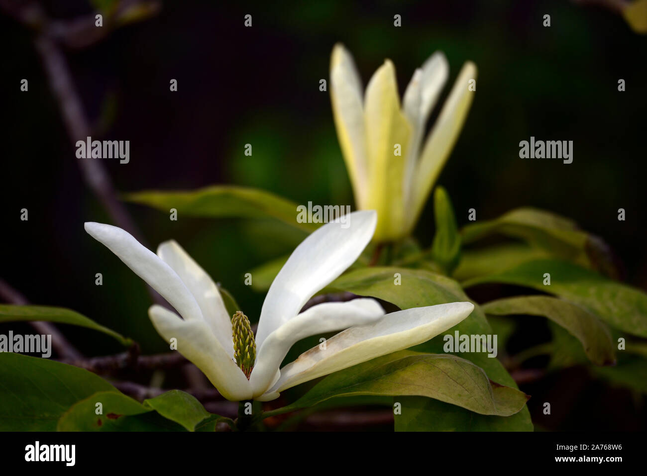 Magnolia ,cream,yellow,flowers,flower,flowering,magnolias,garden,RM ...