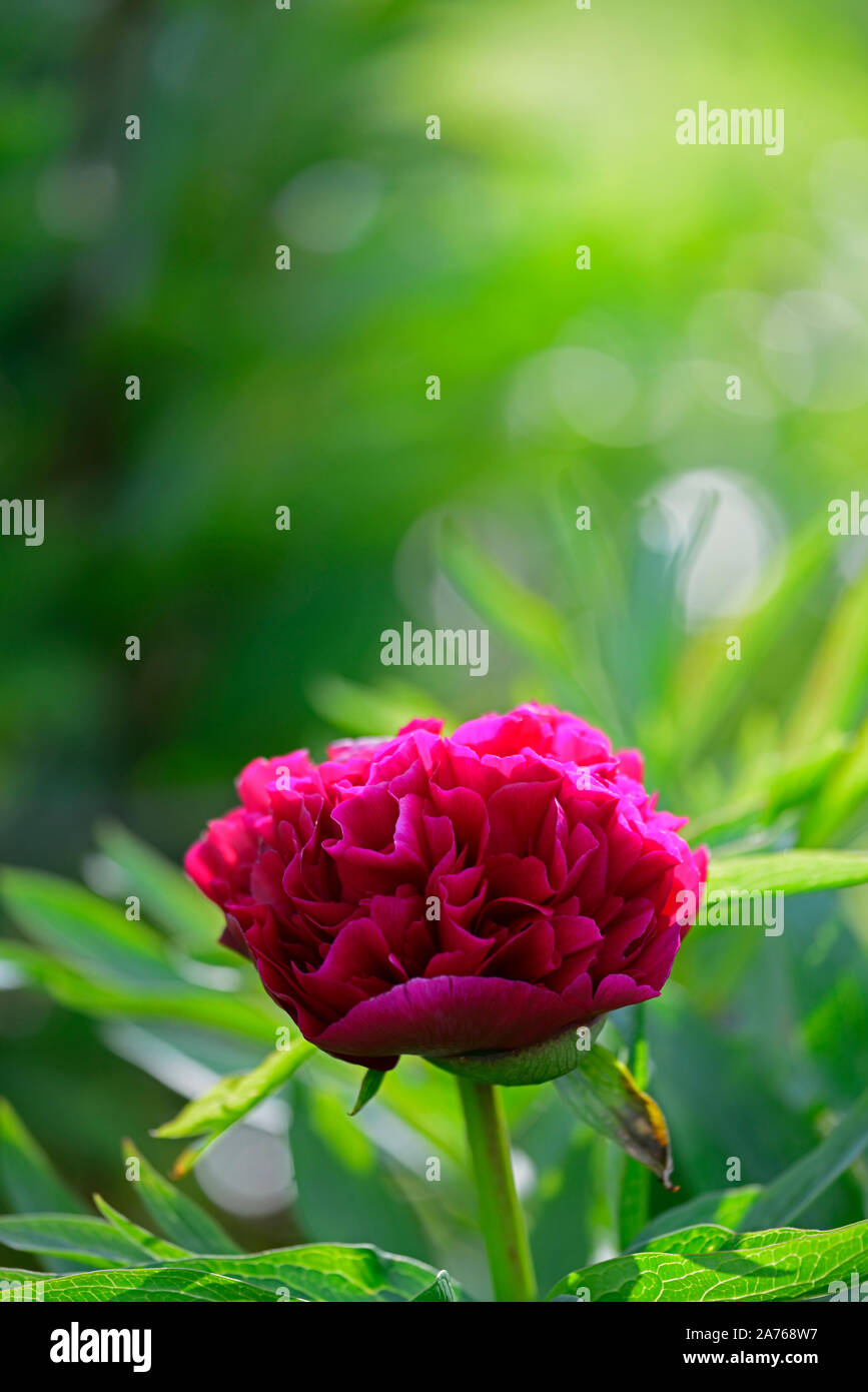 paeonia lactiflora edulis superba,peony,peonies,pink double flower ...
