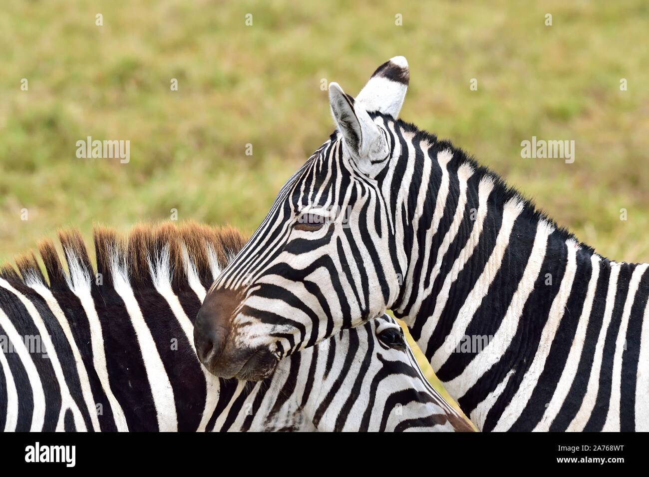 Beautiful zebra patterns Stock Photo - Alamy