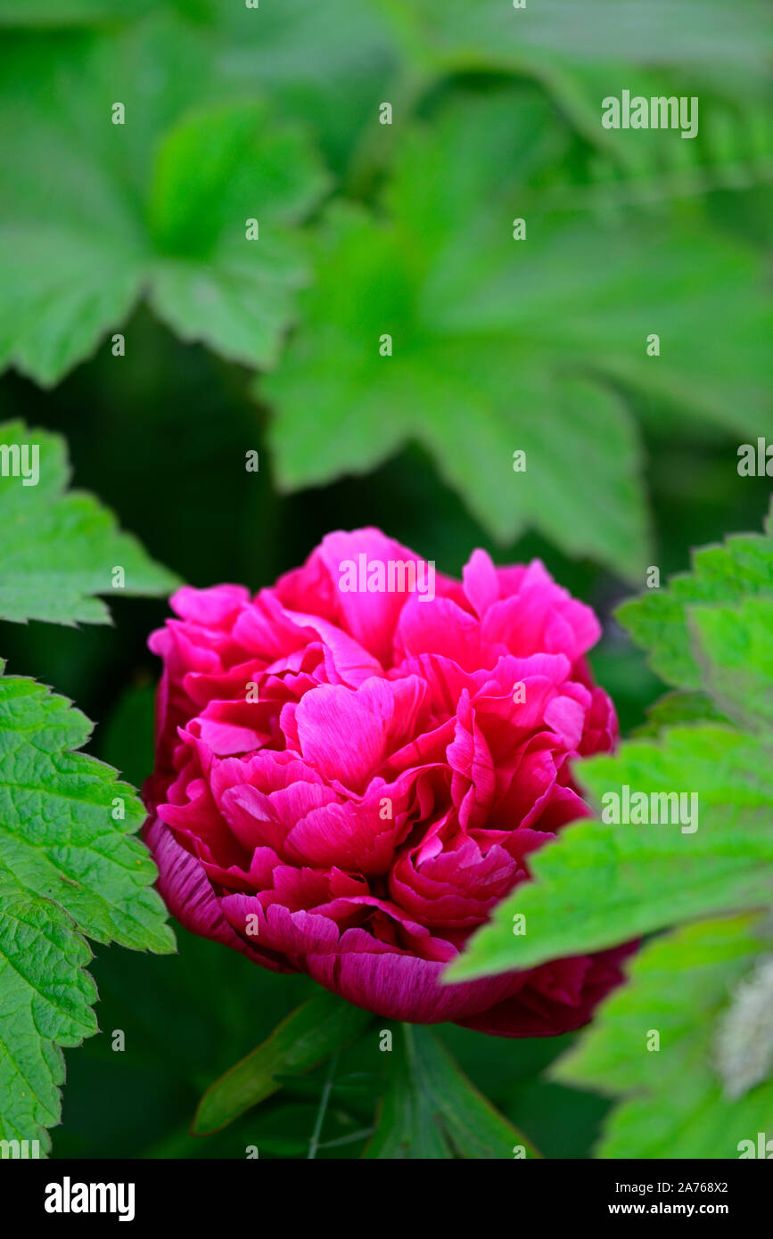 paeonia lactiflora edulis superba,peony,peonies,pink double flower ...