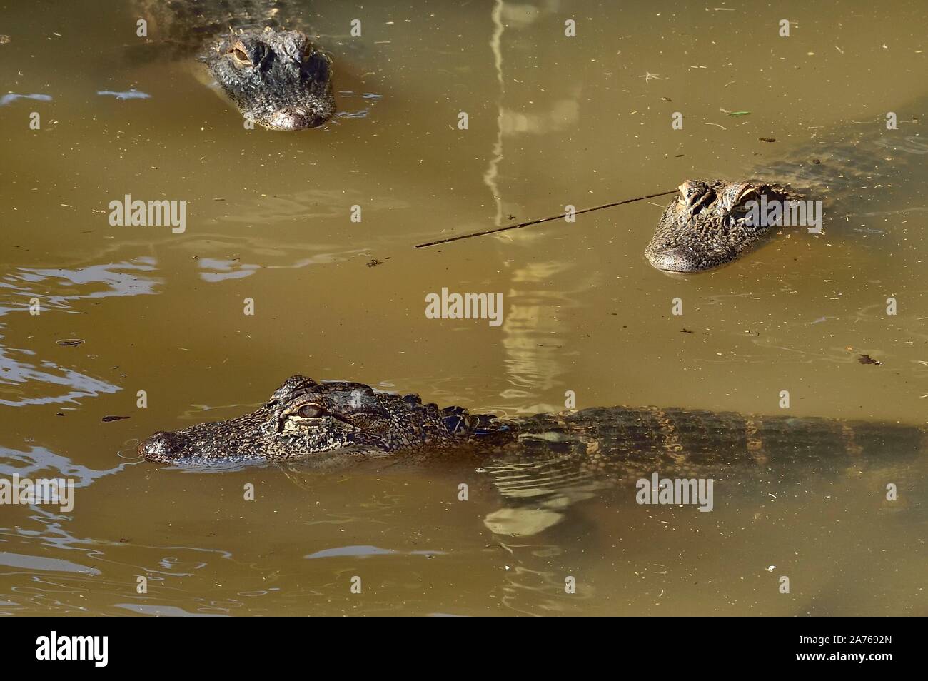 Saltwater alligators hi-res stock photography and images - Alamy