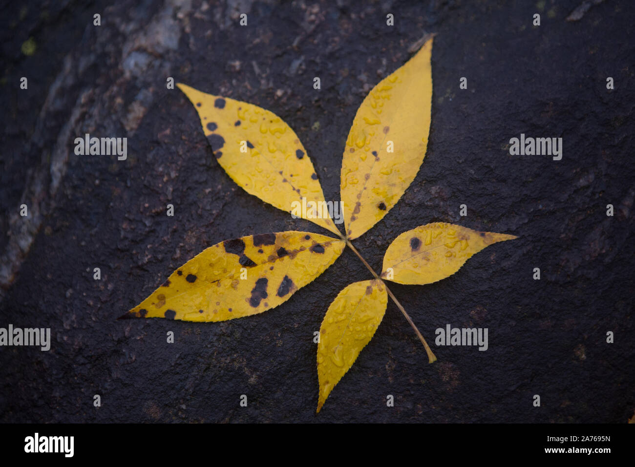 Leaf pathology hi-res stock photography and images - Alamy