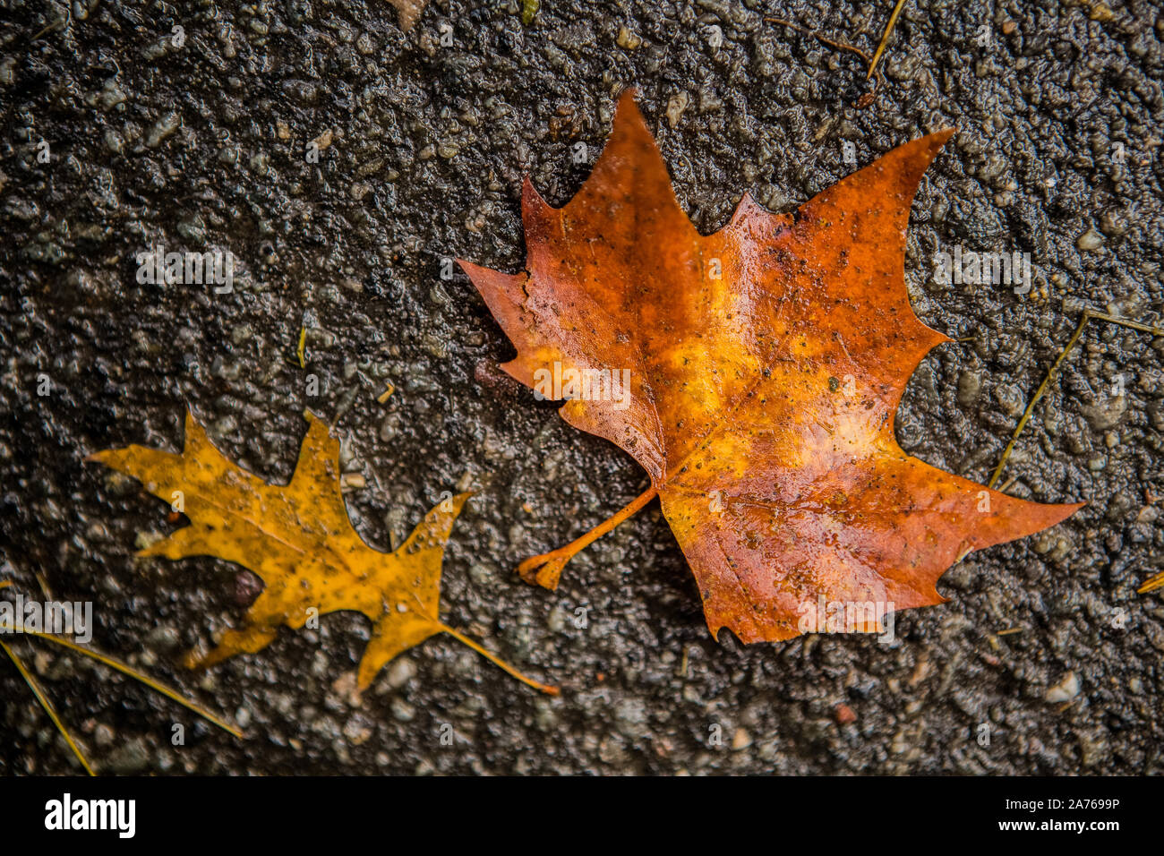The tree of two color on leaves hi-res stock photography and images - Alamy