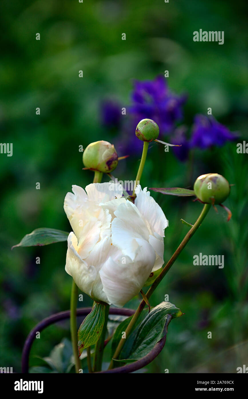 Paeonia suffruticosa kingdom of the moon hi-res stock photography and ...