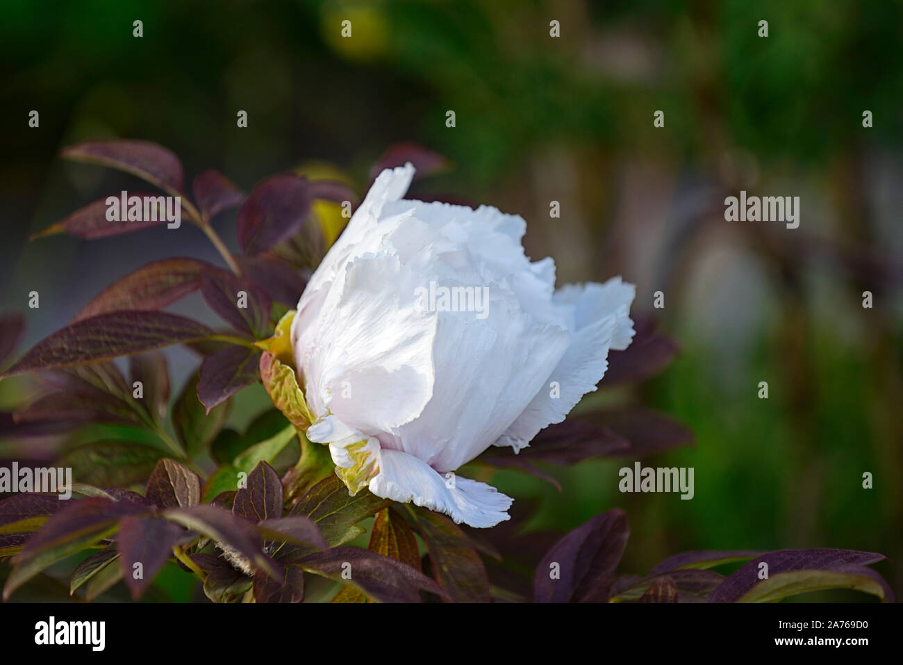 Paeonia suffruticosa Kingdom of the Moon, Gessekai,white coloured ...